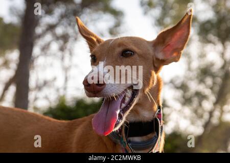 free podenco dog posing in nature with nice colors Stock Photo - Alamy
