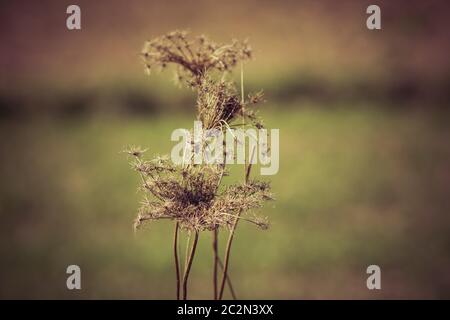 withered weeds in the field during autumn season Stock Photo - Alamy
