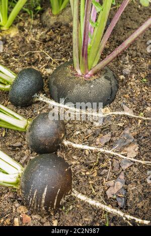 Black radish in the garden Stock Photo - Alamy