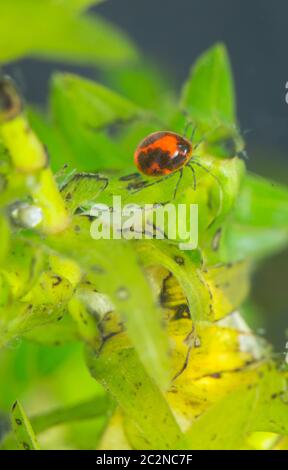 Red water mite (Hydrachnidia Stock Photo - Alamy