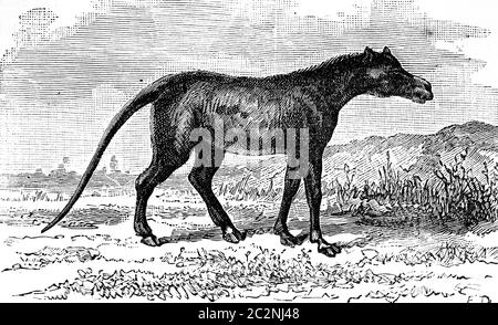 The Eocene period, vintage engraved illustration. Earth before man ...