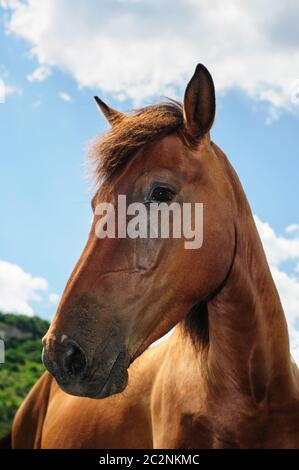 portrait of a red horse Stock Photo - Alamy
