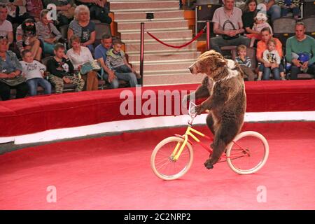 Trained bear driving on bicycle on circus ring. Bear riding bicycle in ...