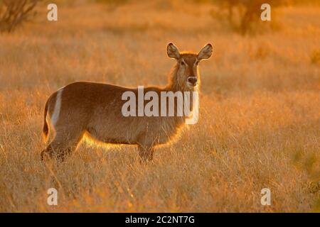 Backlit female waterbuck antelope (Kobus ellipsiprymnus), Kruger ...