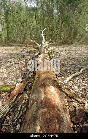 Fallen rotting tree trunk decaying on the woodland floor with broken ...