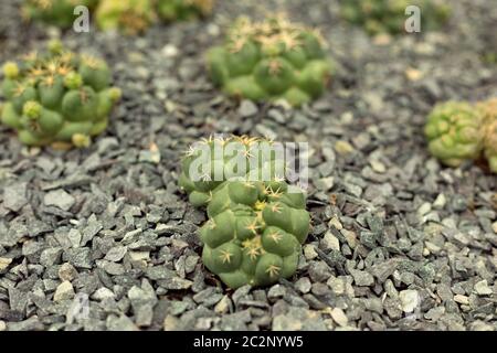 Green cacti field on blur background Stock Photo - Alamy