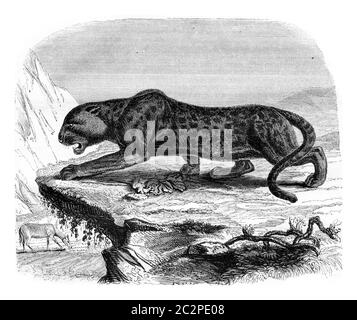 Black Panther at the Natural History Museum in Paris, France. Old 19th ...