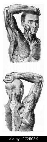 The muscles of the arm of the man hand being lifted, vintage engraved ...