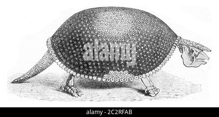 Glyptodon, vintage engraving. Old engraved illustration of Glyptodon ...