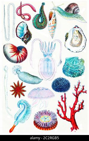 Antique engraved illustration of the tapeworm. Vintage illustration of ...