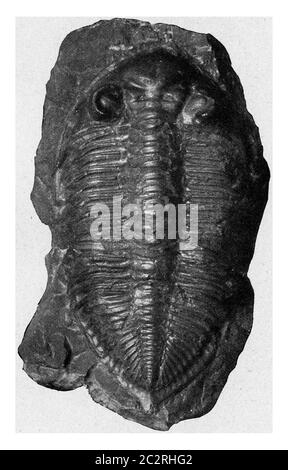 Antique engraved illustration of trilobite. Vintage illustration of the ...