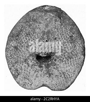 Spatangus, fossil sea urchin from the Tertiary of northwestern Germany ...