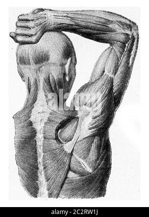The muscles of the arm of the man hand being lifted, vintage engraved ...