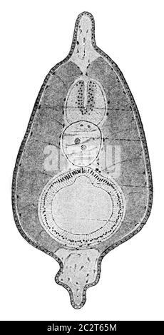 Antique illustration of the lancelet. Vintage illustration of the ...