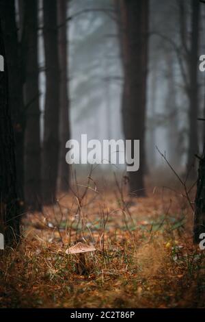 Mushroom in forest with soft morning light Stock Photo - Alamy