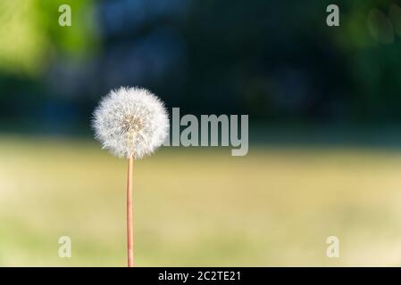Selective focus shot of white dandelion Stock Photo - Alamy