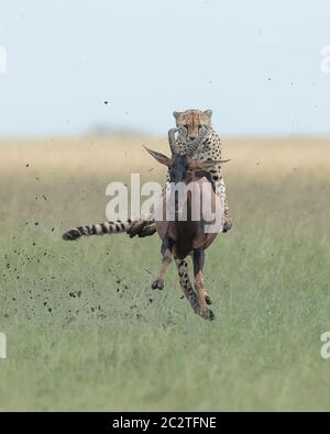 KENYA: Yeehaw: The cheetah catches a ride atop the topi. AMAZING photos ...