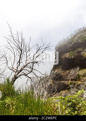 Close up terrible dead trees in fog Stock Photo - Alamy