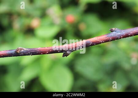 Closeup of a raspberry inflected with cane blight Stock Photo - Alamy
