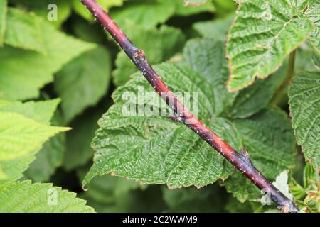 Closeup of a raspberry inflected with cane blight Stock Photo - Alamy