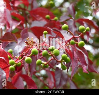Blurred autumn background. Red fruits on a branch of cotoneaster ...
