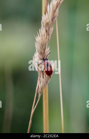 Fire bug accumulation Stock Photo - Alamy