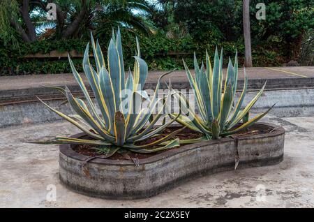 Growing agave in decorative pool. Botanical garden of Monte, Funchal ...