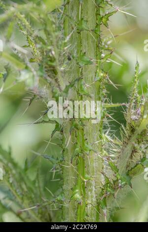 Close up shot of Marsh Thistle / Cirsium palustre prickly stem stalks ...