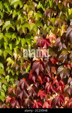 Wild Vine (Vitis vinifera subsp. sylvestris) in Autumn at the House ...