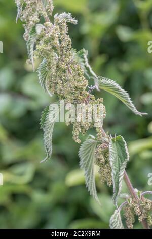 Female stinging nettle in flower Stock Photo - Alamy