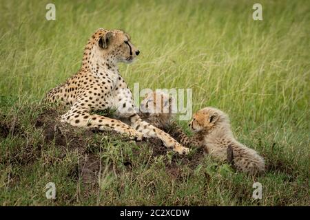 Female cheetah lies with cubs on mound Stock Photo - Alamy