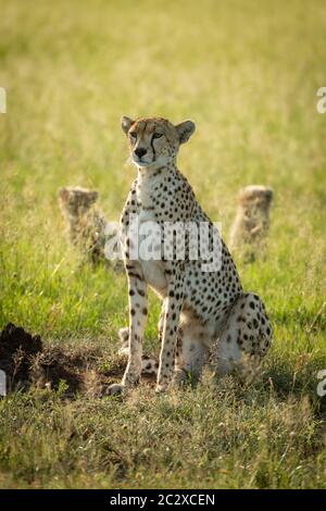 Female cheetah sits in grass watching camera Stock Photo - Alamy