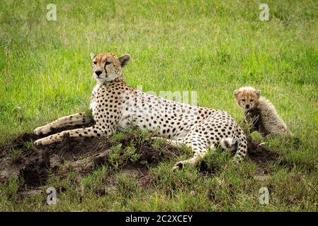 Female cheetah lies on mound staring ahead Stock Photo - Alamy