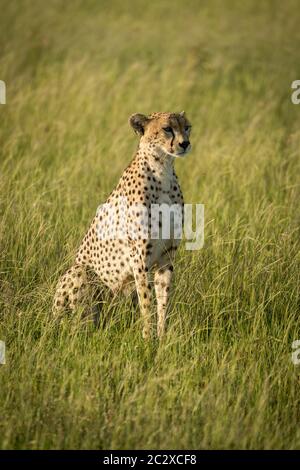 Female cheetah sits in grass looking back Stock Photo - Alamy