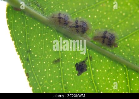 Scale Insects On A Green Leaf Stock Photo - Alamy