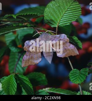 Poplar hawk moth female Stock Photo - Alamy