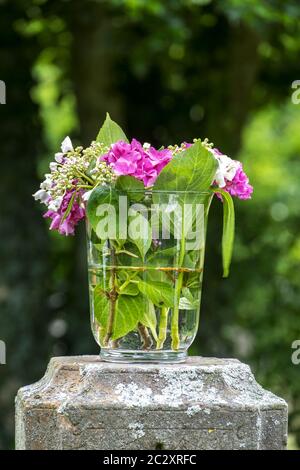 Vase with hydrangeas Stock Photo - Alamy