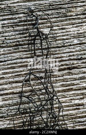 Horsehair Lichen (Bryoria fremontii Stock Photo - Alamy