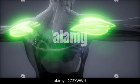 deltoid - Visible muscle anatomy map Stock Photo - Alamy
