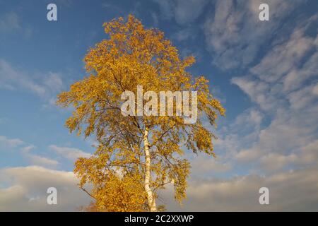 Birch in Autumn, Nature Reservat Senne, Oerlinghausen, Eastwestphalia ...