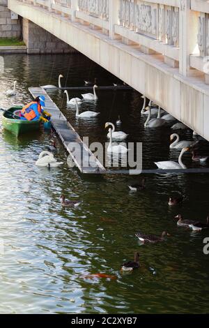 People feed ducks and swans by the river Avon in Warwick. Heatwave ...