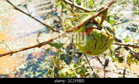 young ripening apple fruit damaged by heavy hail.climate change concept ...