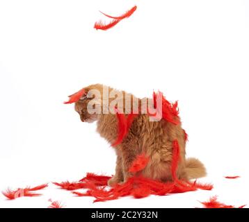 big fluffy cat with feathers. domestic cat playing with a toy ...