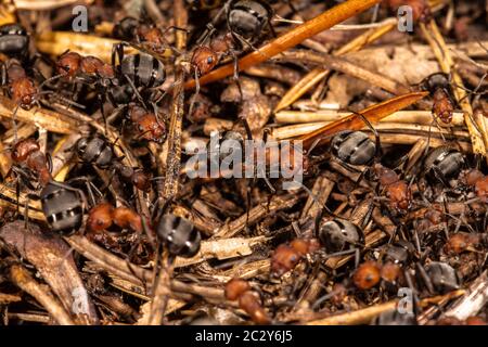Red Mound Ants or Thatching Ants (likely Formica integroides Stock ...
