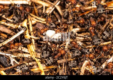Red Mound Ants or Thatching Ants (likely Formica integroides Stock ...