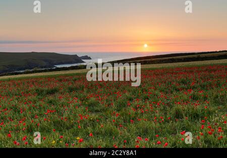 POPPY FIELDS POLLY JOKE - WEST PENTIRE CRANTOCK CORNWALL Stock Photo ...