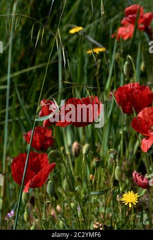 Aromatic saturated red flower on thin leg growing on bush with dark ...