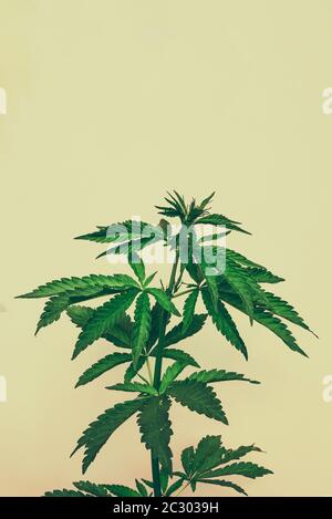 Cannabis bush on yellow background, closeup Stock Photo - Alamy