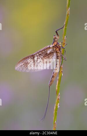 Mayfly (Ephemeroptera) sitting on an ear of grass in warm light ...