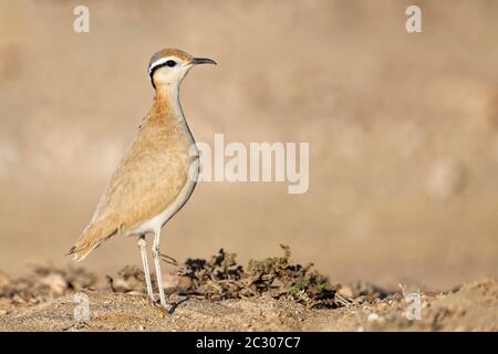 Racing bird (Cursorius cursor Stock Photo - Alamy